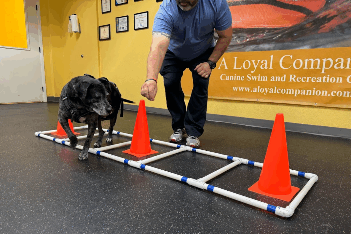 CCL Tears in Dogs | Guide for Pet Parents - A Loyal Companion