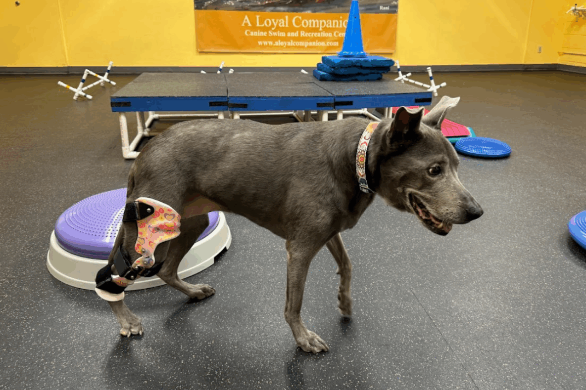 CCL Tears in Dogs | Guide for Pet Parents - A Loyal Companion