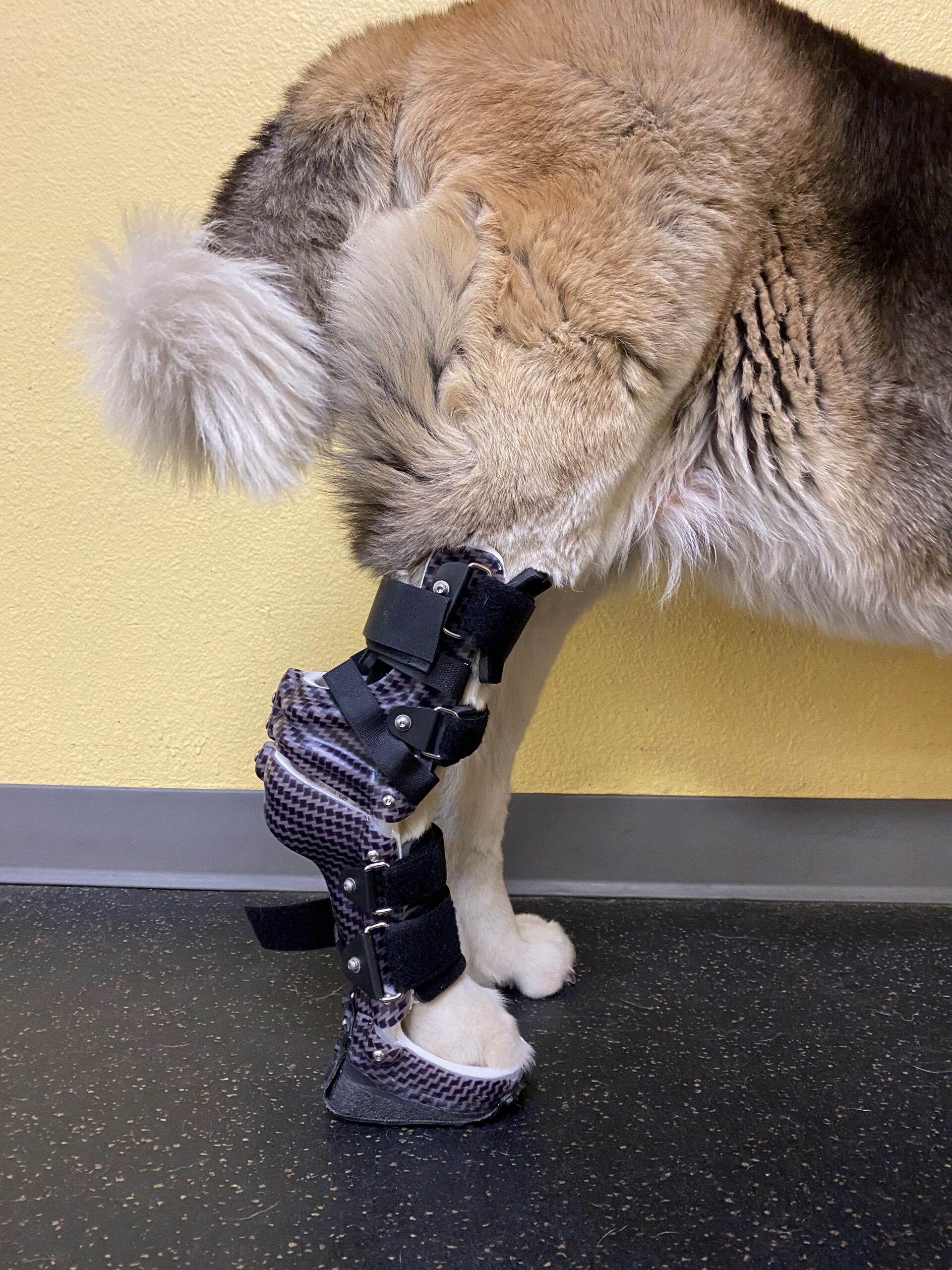Dog Tarsus (Ankle) Braces & Care | A Loyal Companion