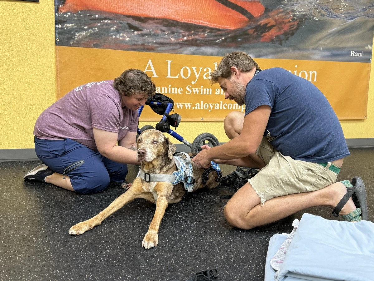 Canine Spine & Back Care | A Loyal Companion